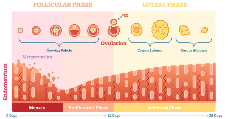 Understanding the Ovulation Cycle | Phases, Signs & Fertility Tips